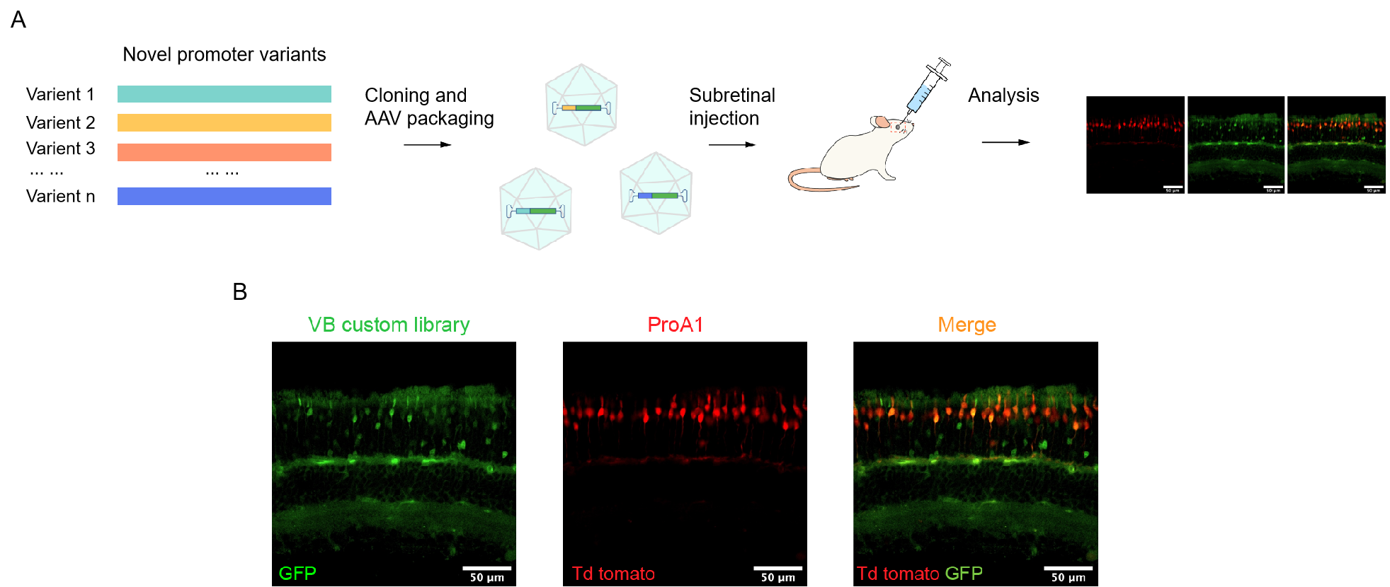 Enhancer/Promoter Library Construction | VectorBuilder